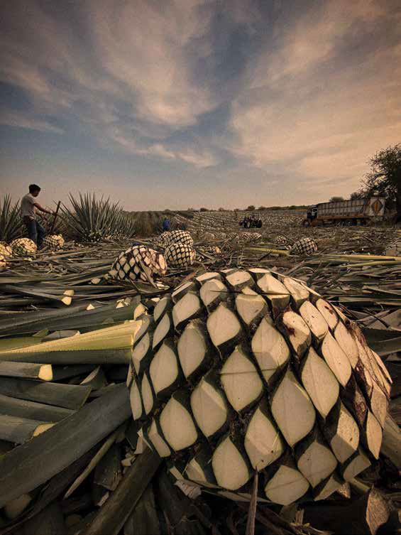 Kaldera Tequila | The spirit of agave captured in every drop.